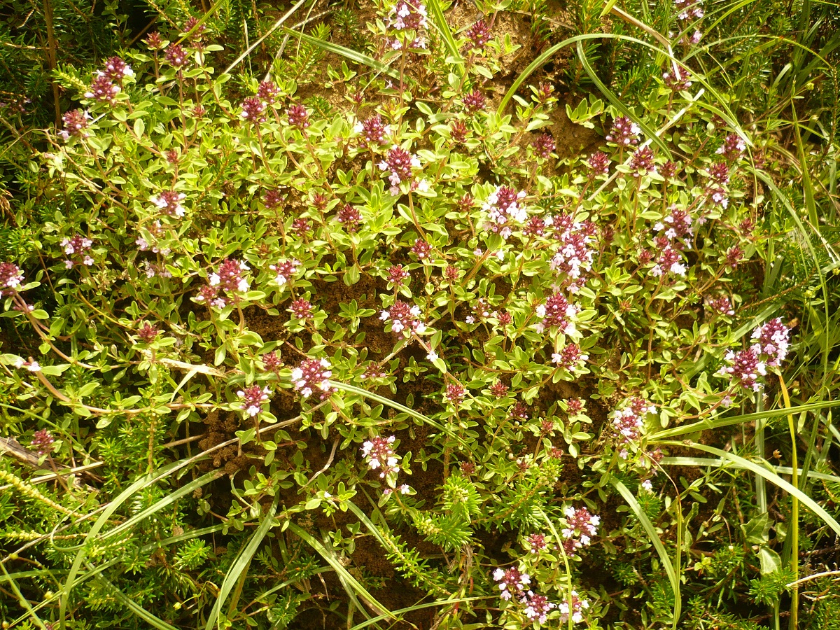 Plantes