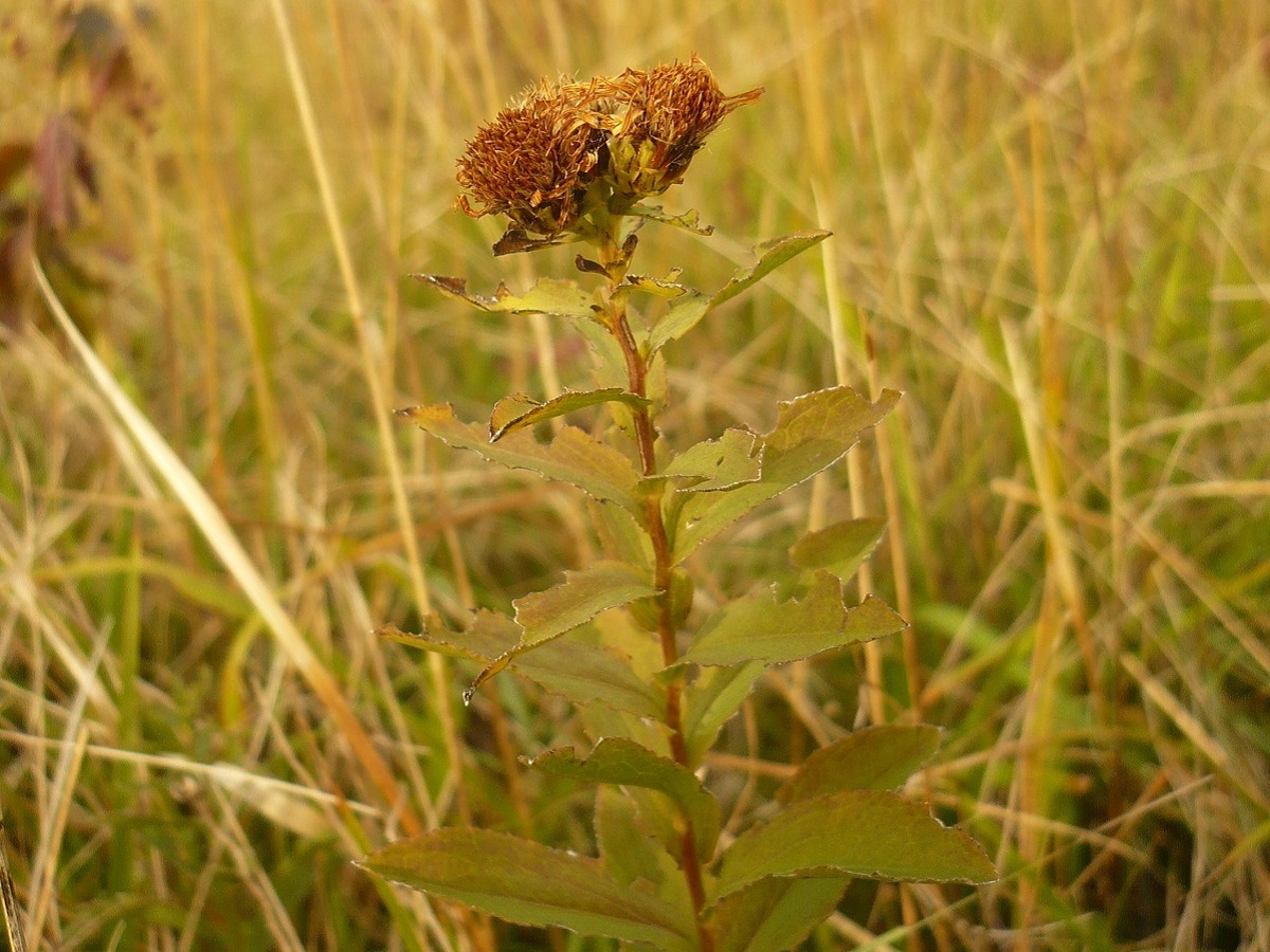 Plantes
