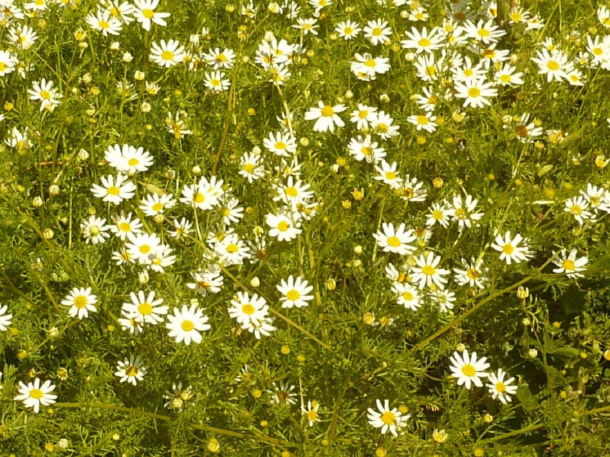 Plantes