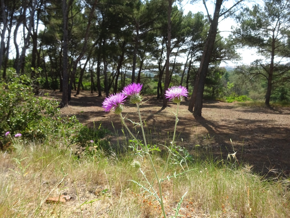 Plantes