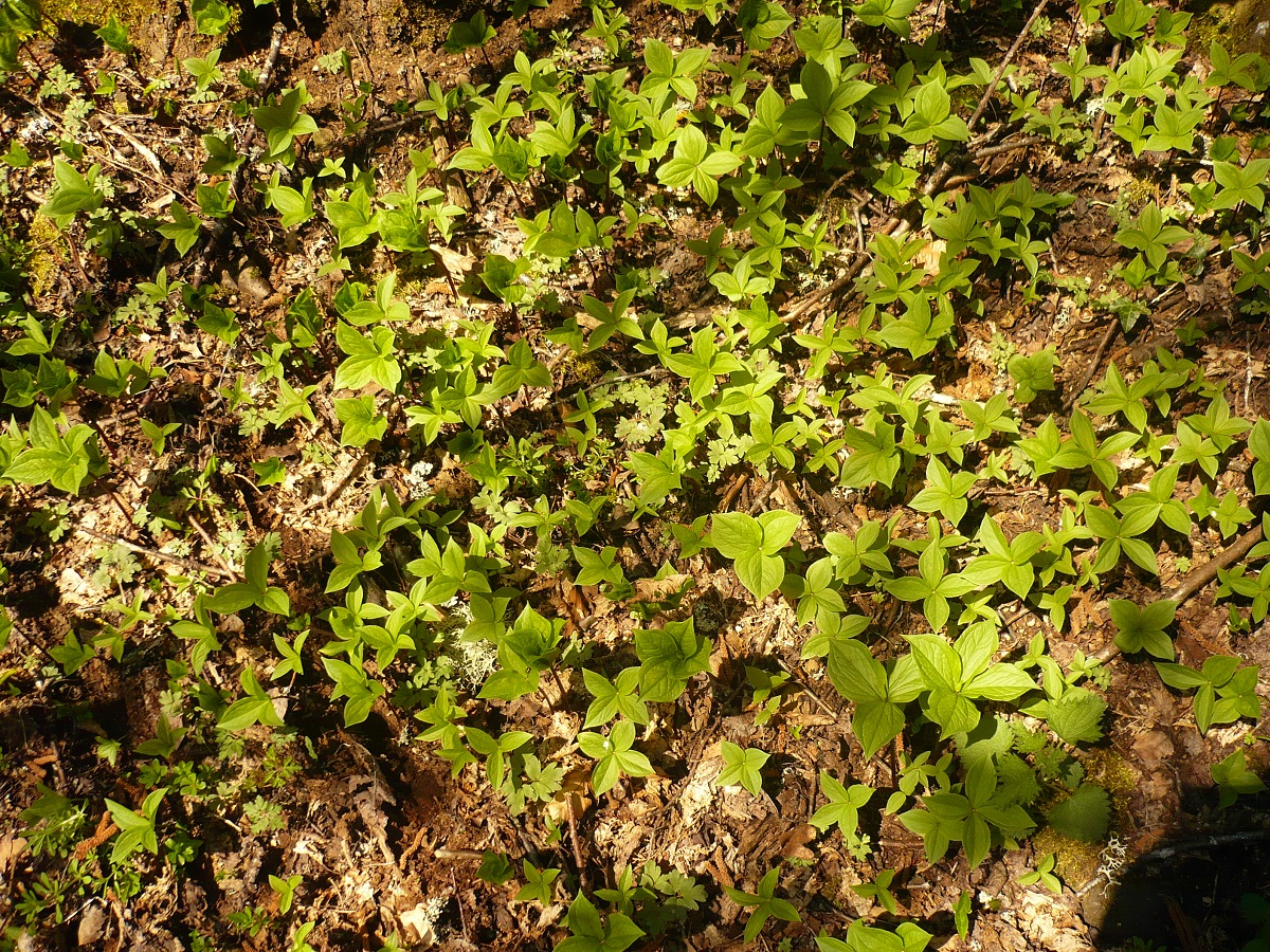 Plantes