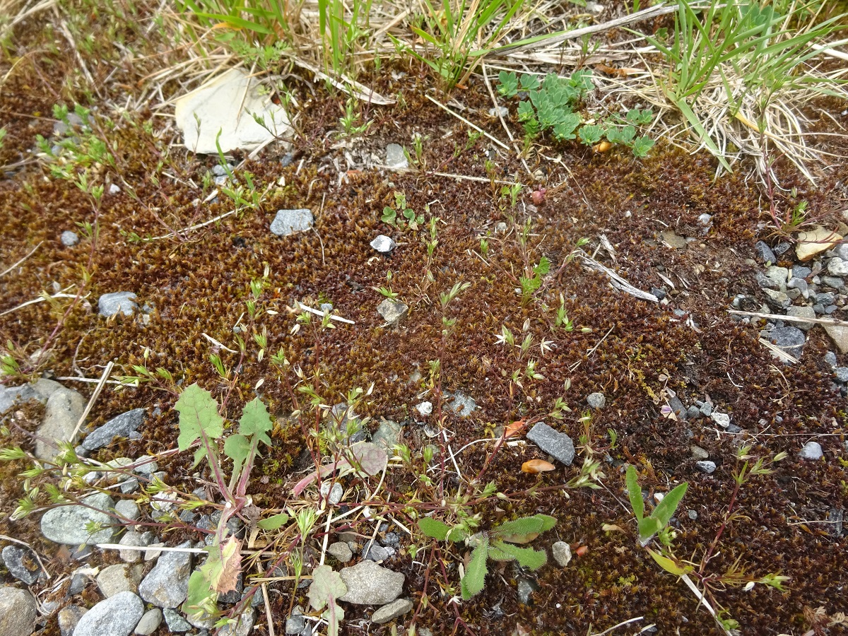 Plantes