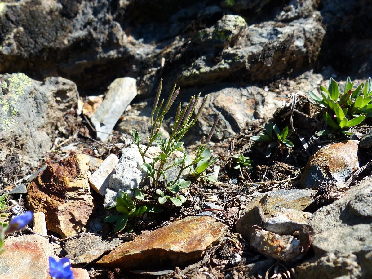 Plantes
