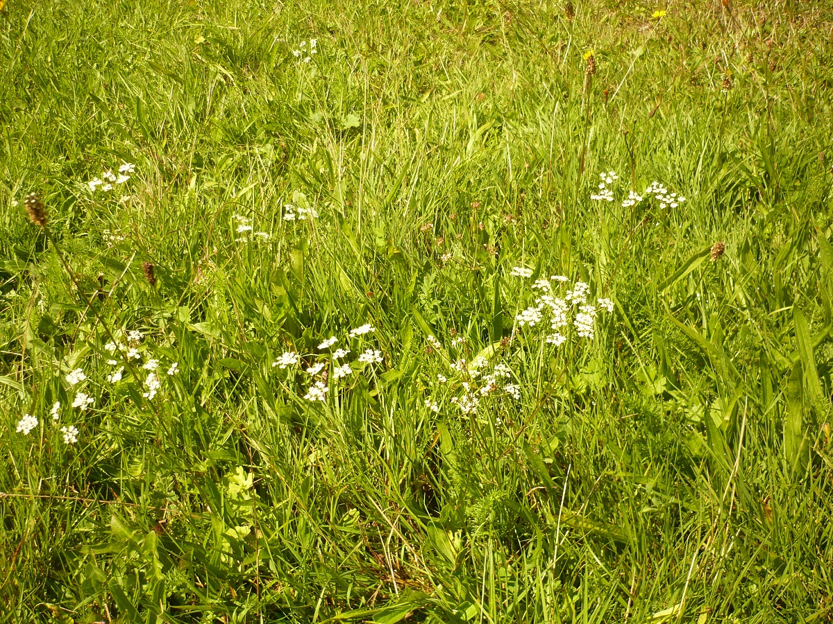 Plantes