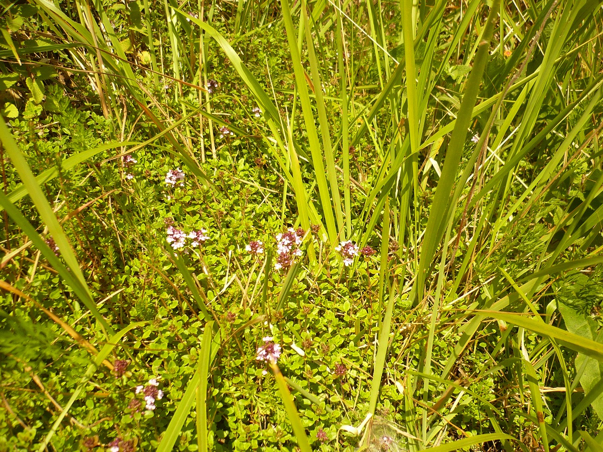 Plantes