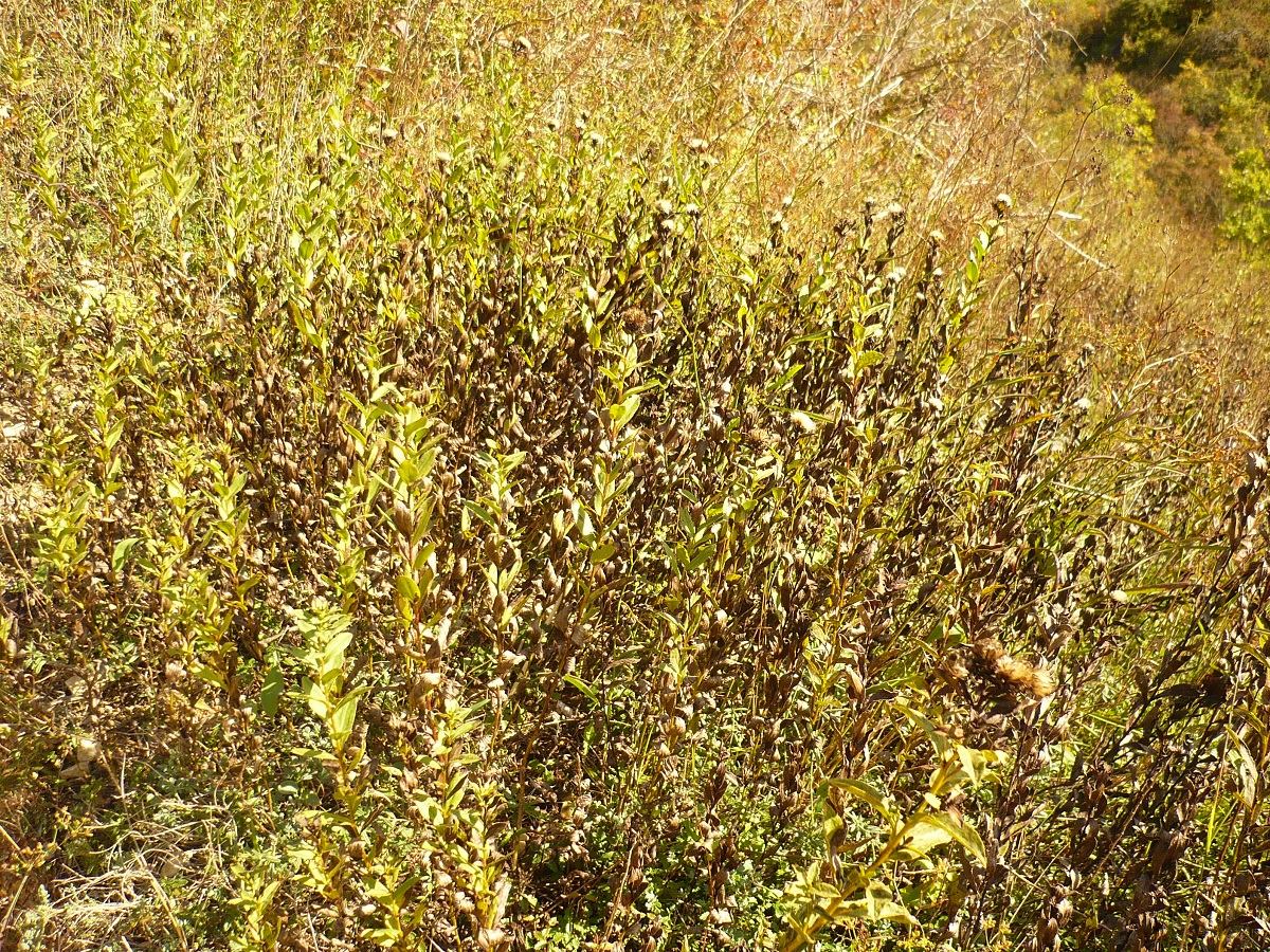 Plantes