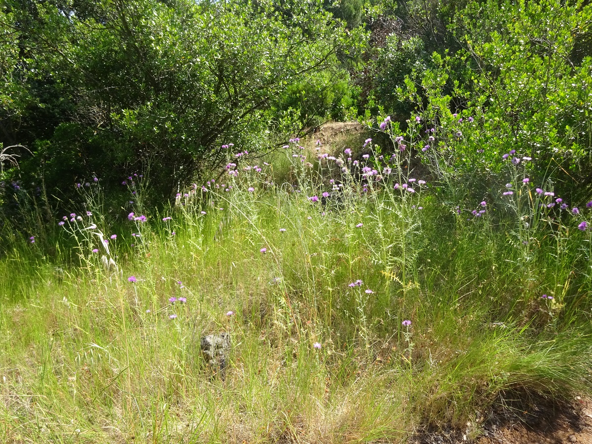 Plantes